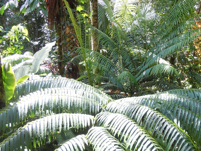 Daintree Accommodation Holiday Home Image Gallery